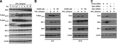 An Intact Jak Stat1 Signaling Pathway And Stat1 Up Regulation Are Download High Resolution