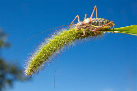 The Ant And The Grasshopper Revised 228main