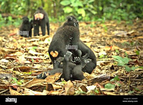 Black Crested Macaques Macaca Nigra Have Aggressive Social Interaction With Each Other In