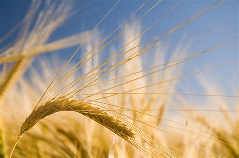 Members Directory Crop Consultants AustraliaCrop Consultants Australia