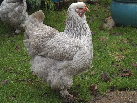 Брама - карточка в каталоге webferma.com