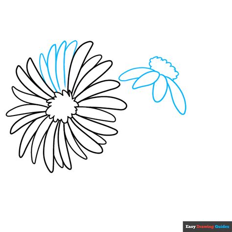 How To Draw An Aster Really Easy Drawing Tutorial