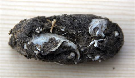 Owl Pellets Bones