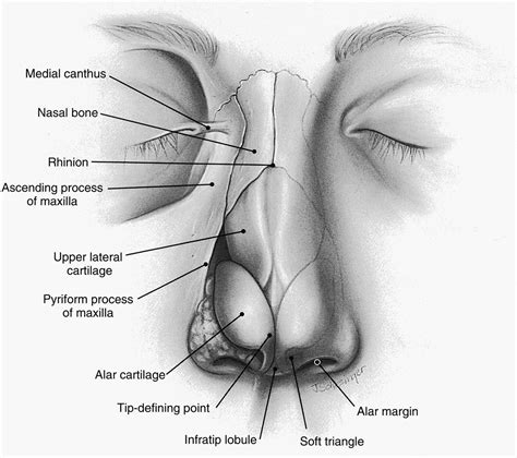 Nose Anatomy Drawing