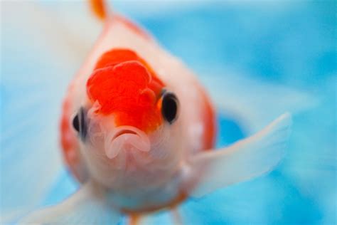 Scientists Penetrate The Fishy History Of Sex As We Know It Salon Com