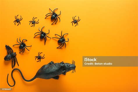 장식 할로윈 배경 검은 쥐와 다른 거미 오렌지 배경에 할로윈의 상징으로 해피 할로윈 개념 복사 공간이 있는 상단 뷰입니다 10월에 대한 스톡 사진 및 기타 이미지 Istock
