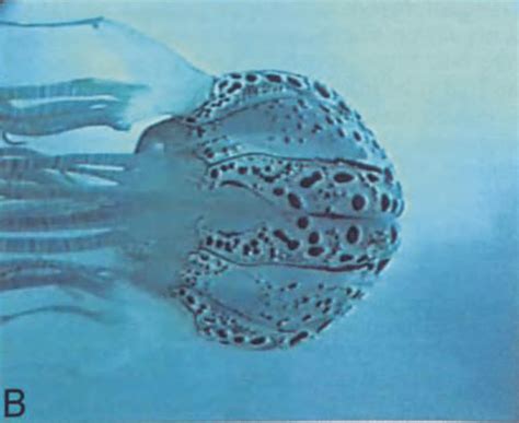 Chirodectes Maculatus Naturalists Guide