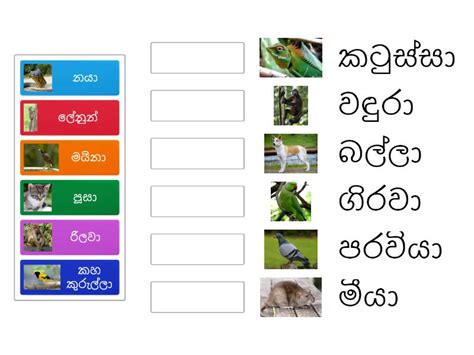 වත්තට එන සත්තු Presented By Sandamali Wickramasinghe Match Up