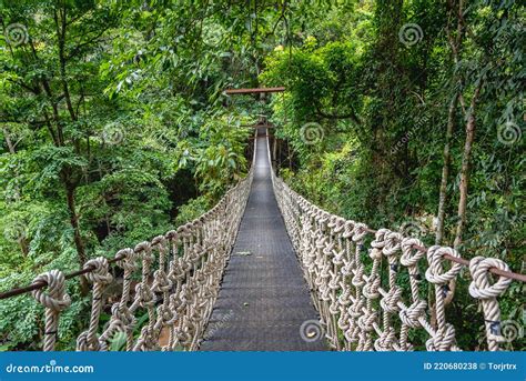 Hanging Rope Bridge A Suspension Bridge Across Water In Rainforest