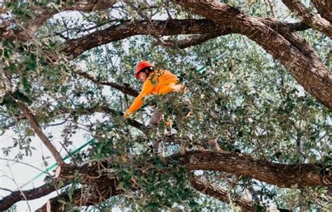 Tree Trimming Facts You Should Know Price Right Trees