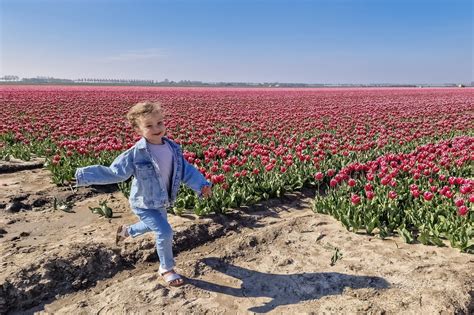 The Most Beautiful Tulip Fields In The Netherlands