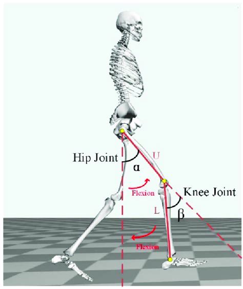 Definition Of Joint Angles Download Scientific Diagram