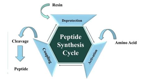 Solid And Solution Phase Peptide Synthesis Pptpptx Chemistry Science