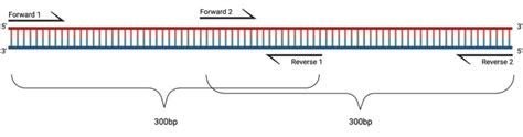 Probing Rna Structure With Dimethyl Sulfate Mutational Profiling With