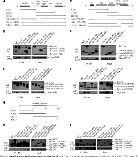 Figure 1 From Sirt1 Suppresses Activator Protein 1 Transcriptional