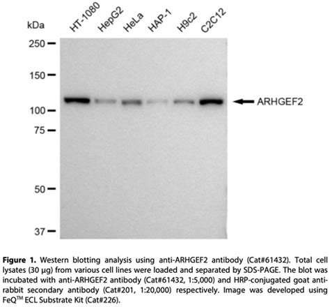 Kd Validated Anti Arhgef2 Rabbit Monoclonal Ab61432 Genuin Biotech