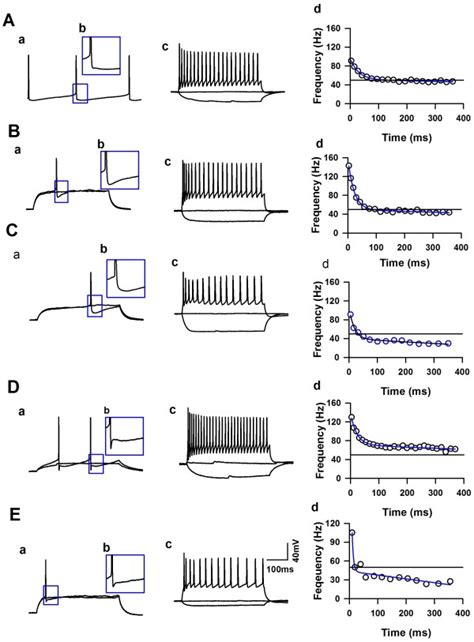 Unsupervised Clustering Of Neurons In Li Of The Acc A The Download Scientific Diagram
