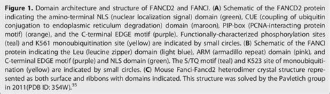 Domain Architecture And Structure Of Fancd2 And Fanci A Schematic Of Download Scientific