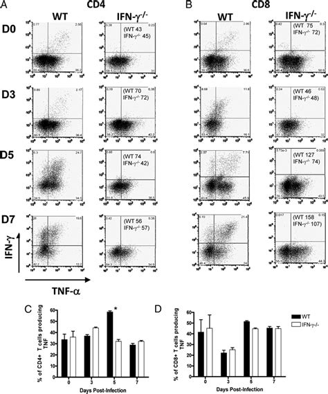 Tnf Production By T Cells Is Slightly Reduced In The Absence Of Ifn G Download Scientific