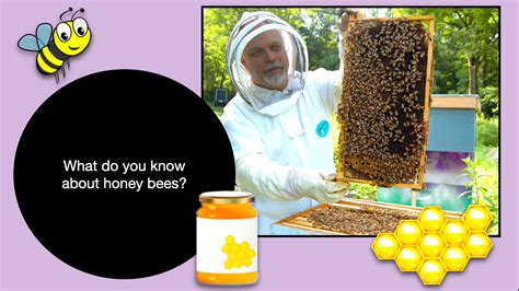 BEES Animated Keynote PPT Presentation Colorful Science Made By Teachers