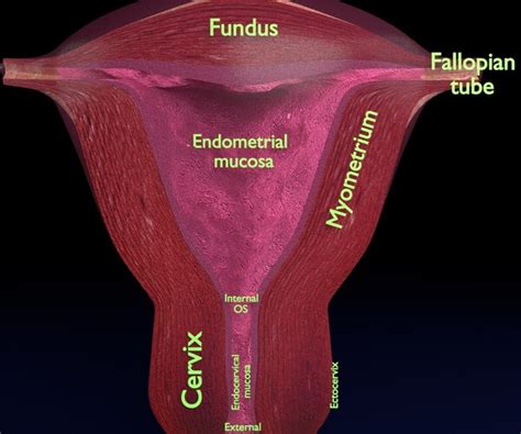 Artstation Uterus Cut Open Bisected Labelled Detail Resources