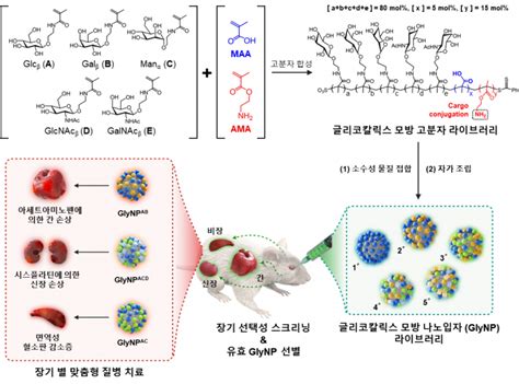 Kaist 장기로 직접 약물 전달·치료 ‘나노 의약 개발 아시아경제