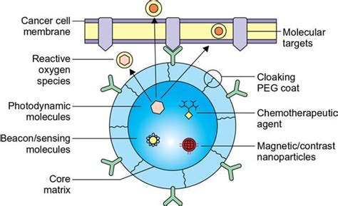 Basics And Advances In Molecular Imaging Radiology Key