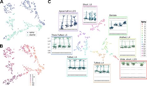 Figure 2 From Self Supervised Representation Learning Of Neuronal