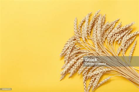 곡물 작물의 가을 수확 노란 배경에 밀의 귀와 함께 무리의 최고 보기줄기 창조적 인 작물 개념 공간을 복사합니다 가을에 대한