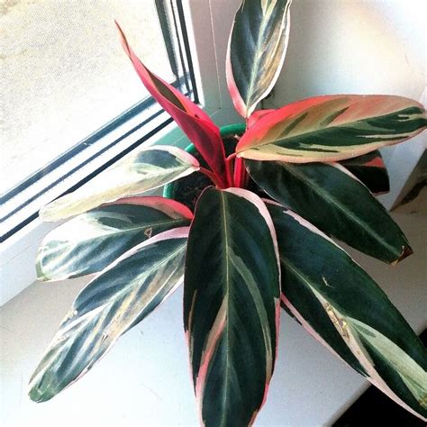 Цветок триколор (54 фото)