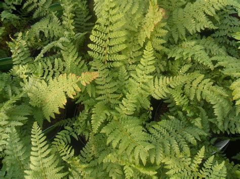 Polystichum Setiferum Plumosomultilobum Densum Soft Shield Fern