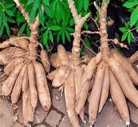 Fresh Cassava Tapioca At ₹ 1600kg Nagercoil Id 26030547462