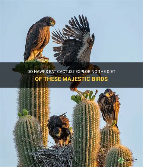 Do Hawks Eat Cactus Exploring The Diet Of These Majestic Birds Shuncy