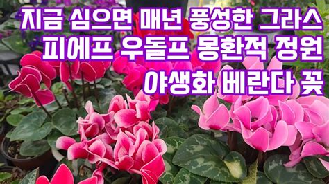 지금 심어 내년 피에트 우돌프 야생화꽃모종 오래피는 베란다꽃 Youtube