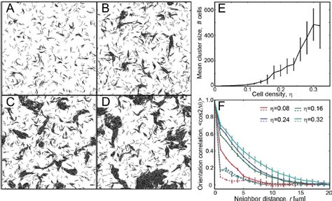 Clustering Behavior Of Non Reversing Flexible Agents In Simulations