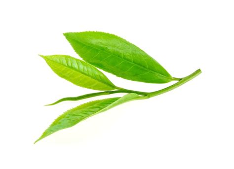 Лист зеленого чая, изолированные на белом фоне | Премиум Фото