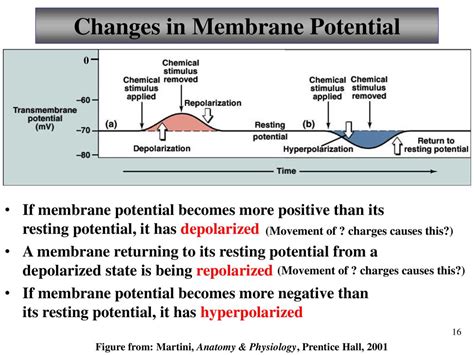 Anatomy And Physiology Ppt Download