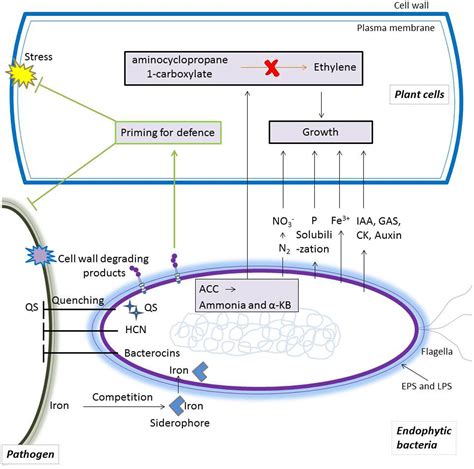 Endophytic Bacteria