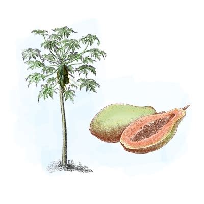 ¿qué Es La Papaya Origen Beneficios Y Dosificación Dieti Natura