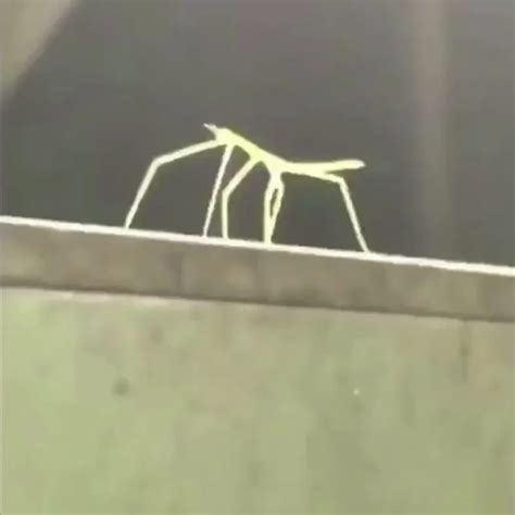 Get Stick Bugged Lol Meme Template — Kapwing