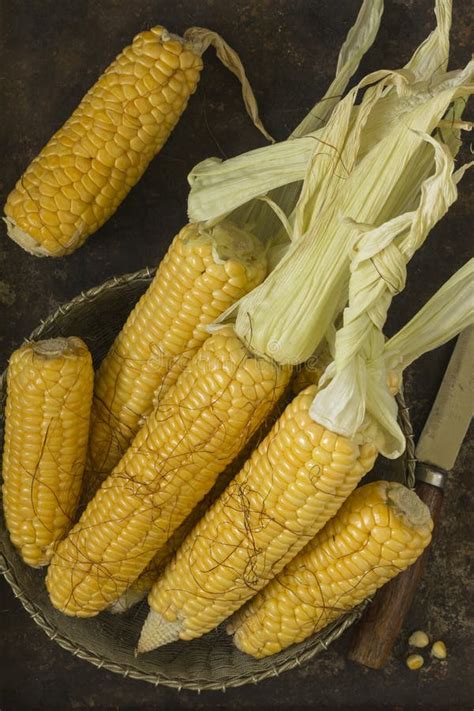 Corn 库存照片 图片 包括有 素食主义者 新鲜 玉米棒 成份 商品 玉米 成熟 食物 101819440