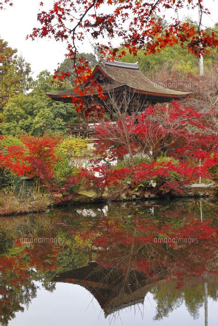 11月 紅葉の長岳寺 大和の紅葉 10738003650 の写真素材イラスト素材アマナイメージズ