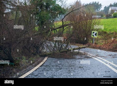 Fallen Tree Blocking The Road In The Peak District During Storm Ciara UK February 2020 Stock