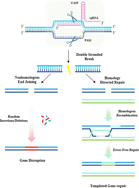Crispr Cas9 Mediated Gene Editing The Cas9 Enzyme Recognizes The Download Scientific Diagram