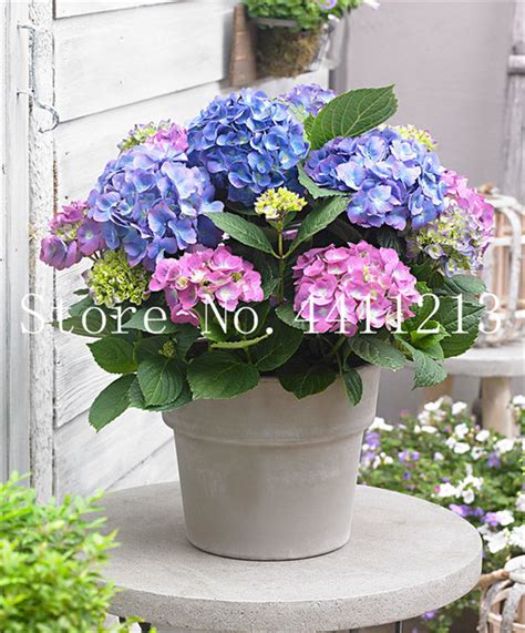 Hydrangea Paniculata Seeds 50 Pcsbag Multicolor
