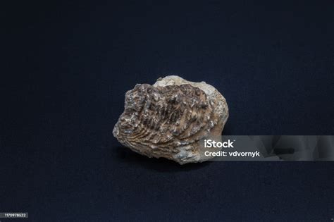 Fossil Shell Of A Sea Bivalve Mollusk From Cenozoic Sedimentary Rocks