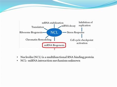 Computational Modeling Of Rna Binding Domains Of Nucleolin And Microrna To Elucidate Interaction