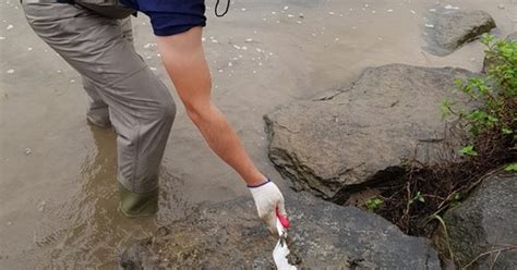 여주 남한강 바닥에 쌓인 오염된 진흙