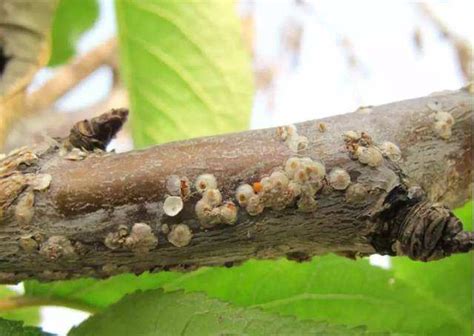 园林植物虫害防治蚧壳虫的发生和综合防治措施 若虫