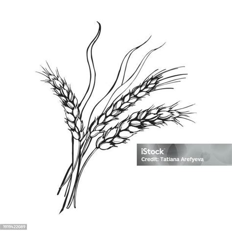 밀의 귀 손으로 그린 밀의 세 가지 농업 테마 흑백 스케치의 벡터 일러스트 레이 션 흰색 배경에 고립 된 수확 테마 드로잉에 대한 스톡 벡터 아트 및 기타 이미지 Istock
